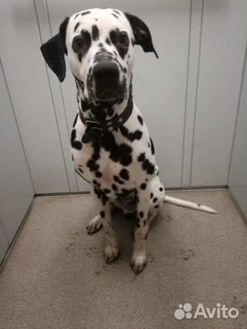 Мальчик далматин ищет девочку