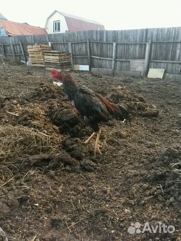Бойцовские петухи, куры