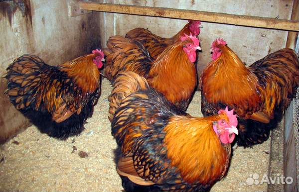 Орпингтоны(молодняк)