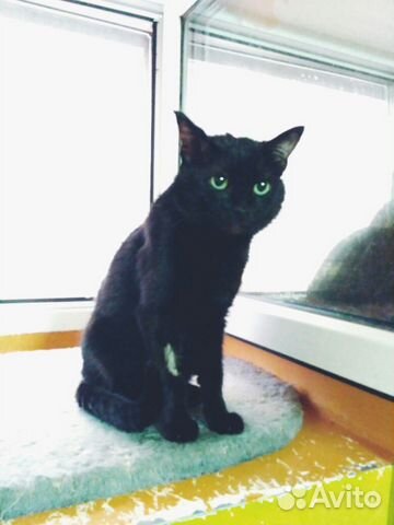 Котик в добрые руки