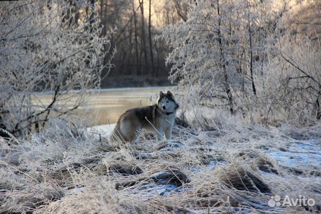 Вязка кобель Сибирский хаски