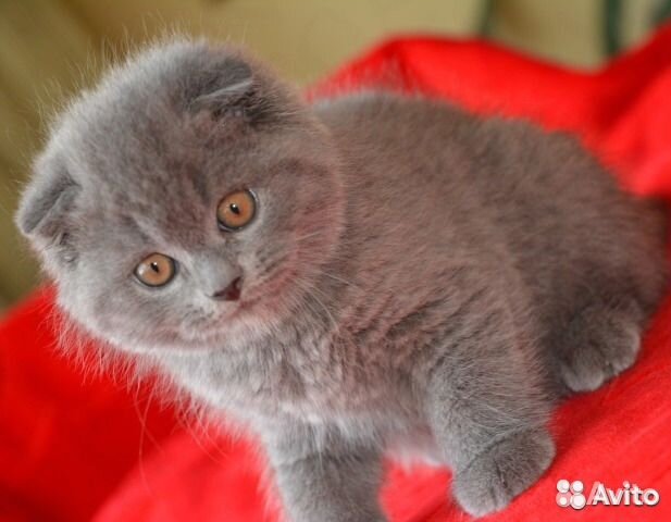 Барин- котик