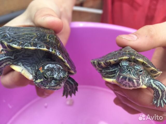 Красноухие черепашки