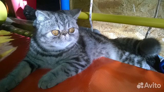 Ищу кота для вязки