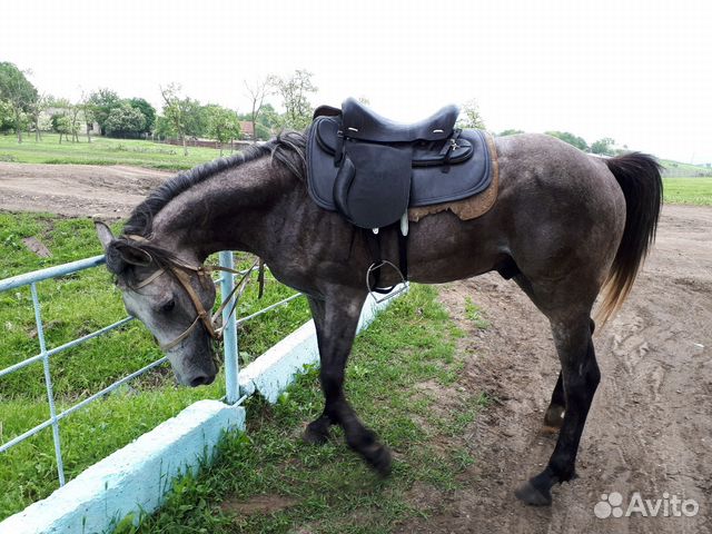 Жеребец Арабский