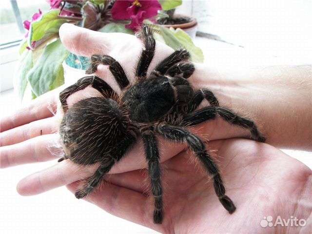 Lasiodora parahybana самка