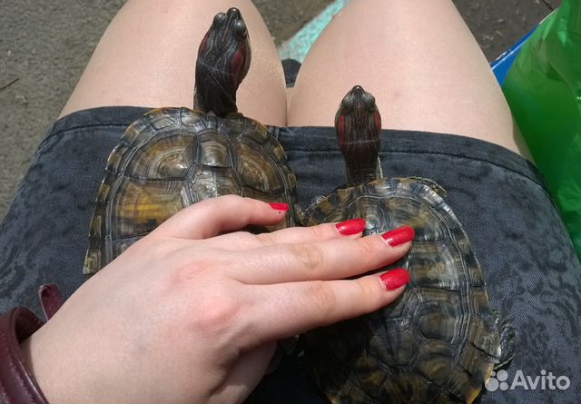 Аквариум с красноухими черепахами