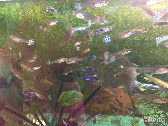 Рыбки гуппи