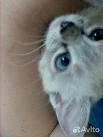 Красавица кисуня (метиска)