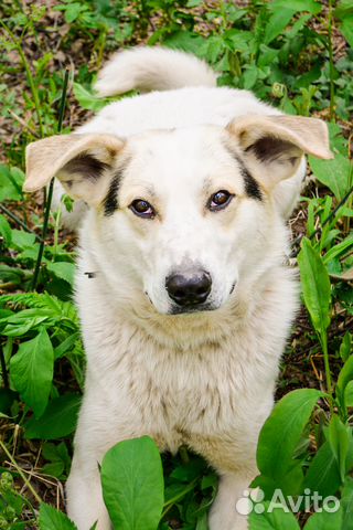 Пес Джонни в поисках хозяев