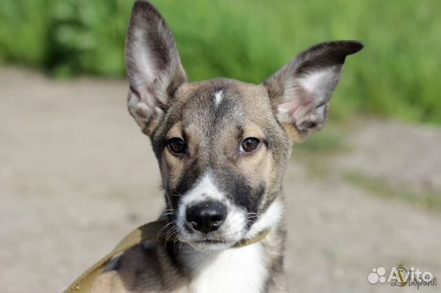 Ищет дом и лучших родителей замечательный Кроль