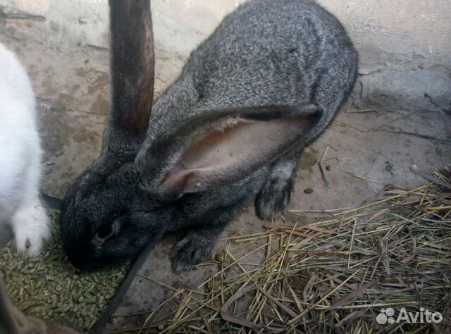 Продам кроликов