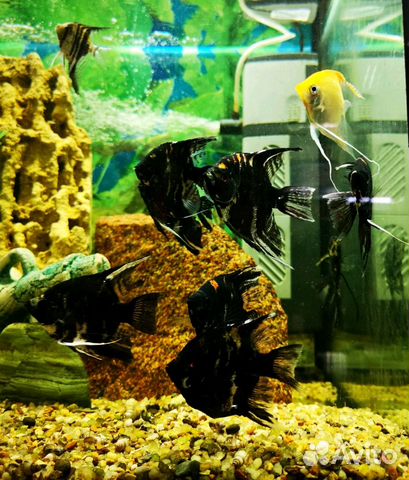 Аквариумая рыба - скалярия