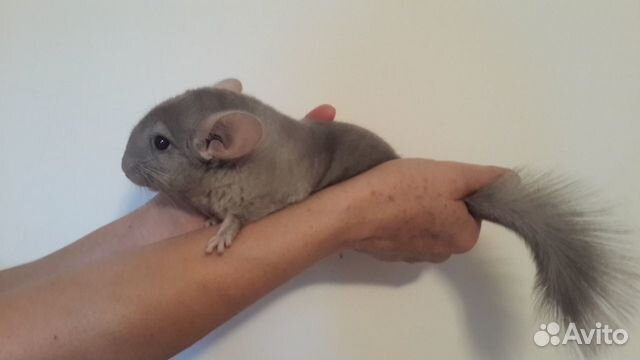 Шиншилла " беж"