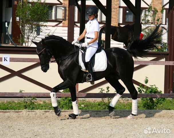 Спортивная немецкая лошадь в выездку, любительский