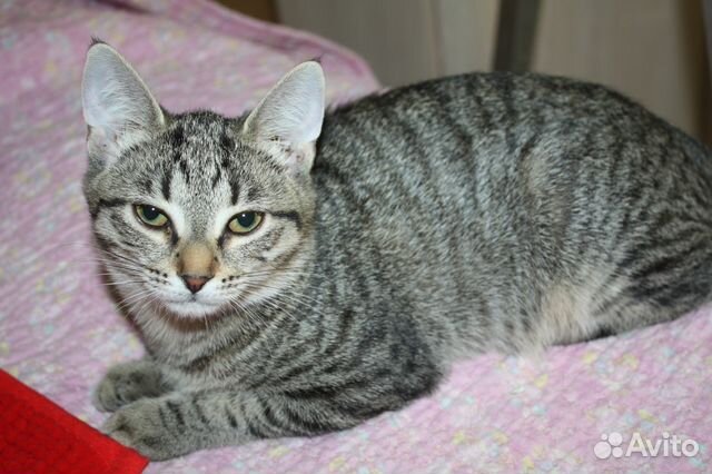 Я Тигр но ласковый