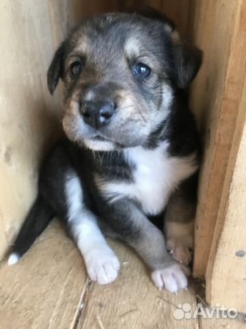 Щенки б/п от очень преданной собаки