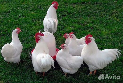 Мини мясные Белые