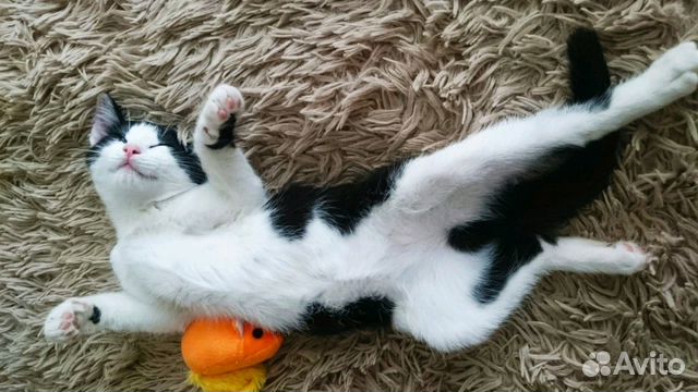 Шуня-котенок-подросток