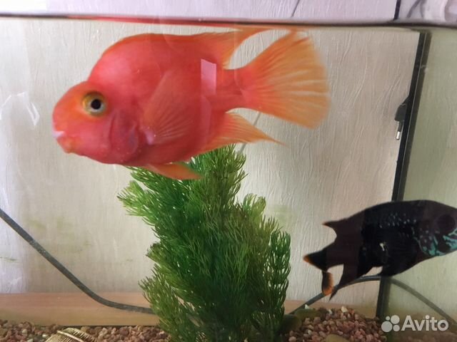 Продаю аквариум С рыбками