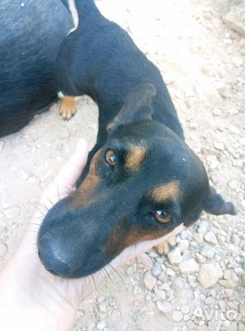 Такса потеряшка