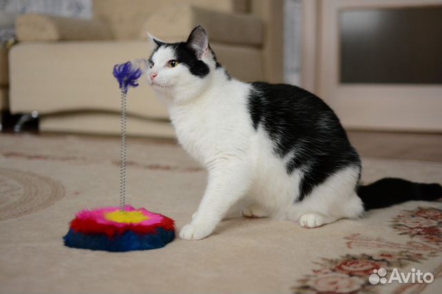 Лаки в добрые руки