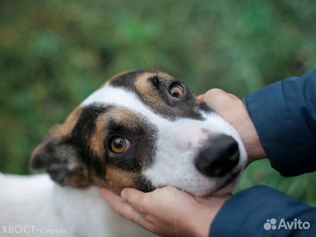 Воспитанный и ласковый Гуга ищет семью