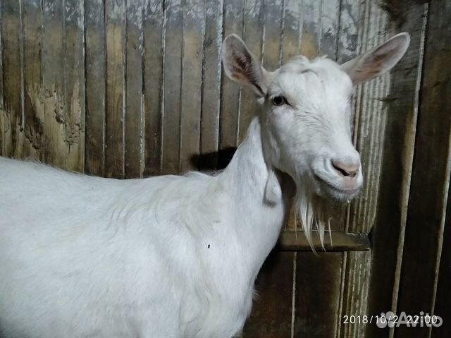 Коза Зааненская дойная