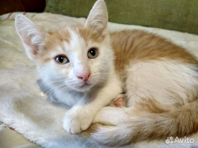 Рыжий котенок в дар 3 мес мальчик и девочка