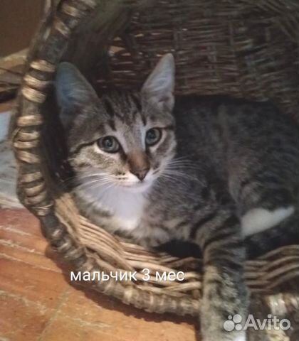 Три котенка-мальчика, серые полосатики 6 мес в дар