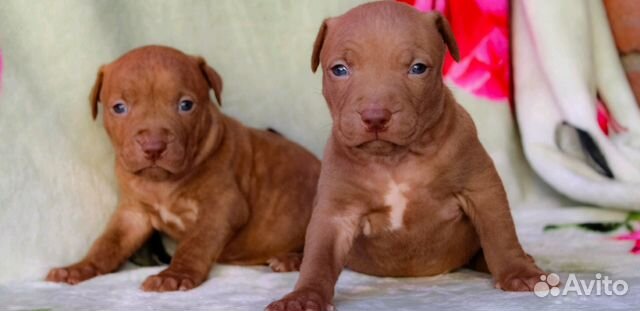 Мальчики питбуля