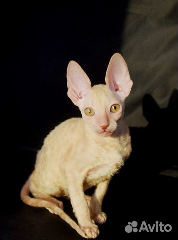 Котёнок Чупа-чупс