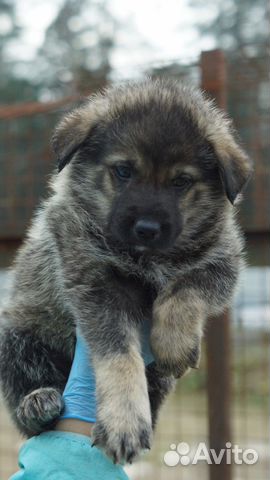 Самые симпатичные на свете щеночки ищут дом