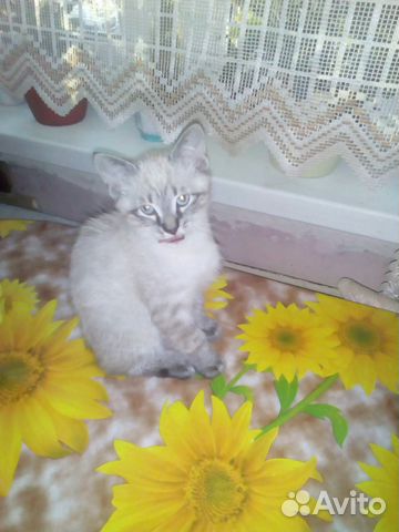 Кот ищет хозяев