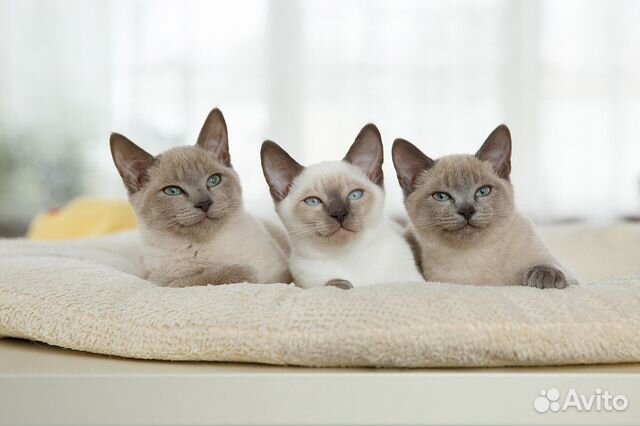 Тонкинские котята (Тонкинезы)