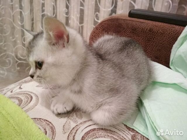 Британский котенок