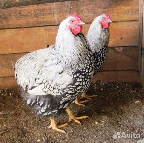 Петушки Виандот