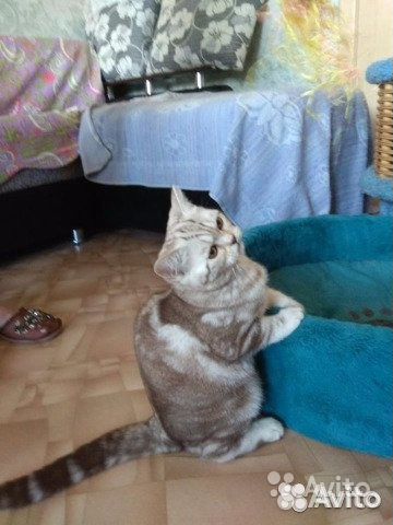 Кошечка скоттиш-страйт на продажу