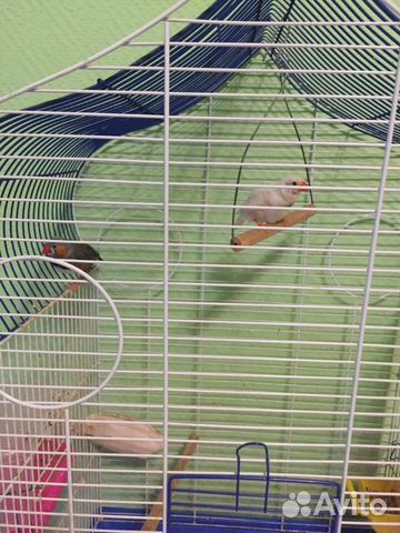 Продам прекрасных Австралийских птиц-Амадины