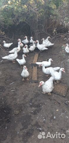 Домашняя птица