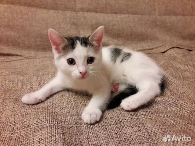 Кошечка с глазами принцессы Монако