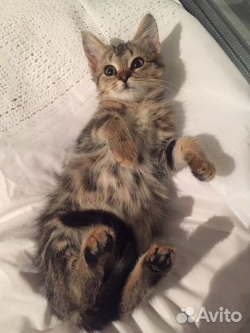Котёнок в добрые руки
