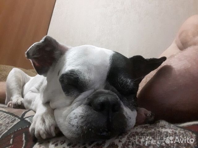 Французский бульдог