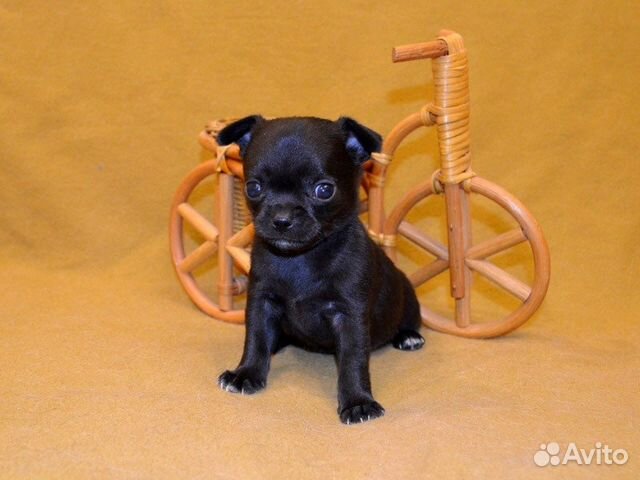 Мистер блэк - очаровательный "смоляной бочок", чих