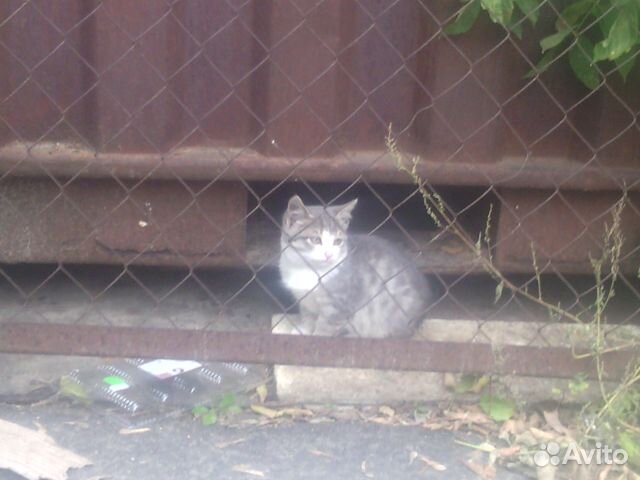Котенок - девочка
