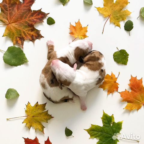 Белые особенные малыши