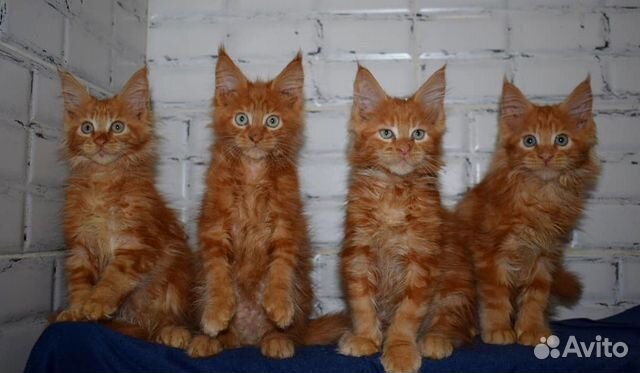 Шикарные котята Мейн-кун