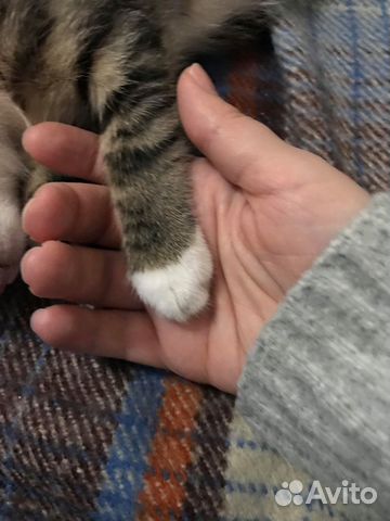Котята дворянской породы, приносящие удачу :)