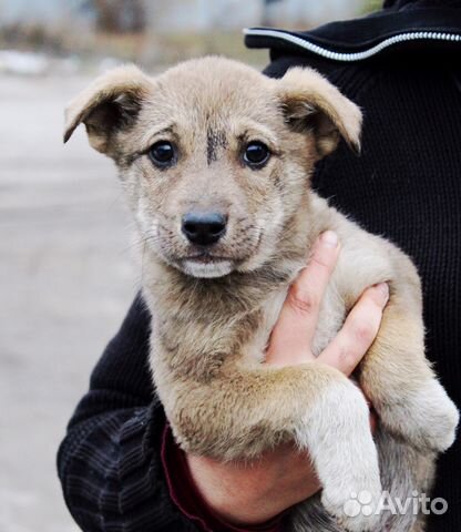 Щенок харли