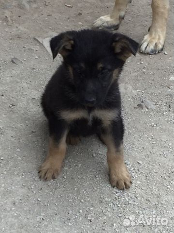 Метиссы немецкой овчарки и лабрадора